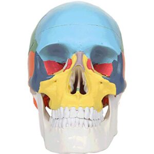 Axis Scientific 3-Part Didactic Human Skull Model, Life Size Painted Medical Anatomical Skull Model Cast from Natural Specimen – Includes Detailed Product Manual