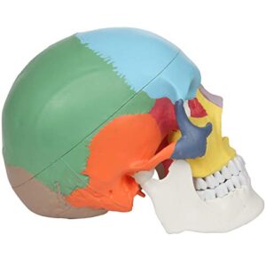 Axis Scientific 3-Part Didactic Human Skull Model, Life Size Painted Medical Anatomical Skull Model Cast from Natural Specimen – Includes Detailed Product Manual