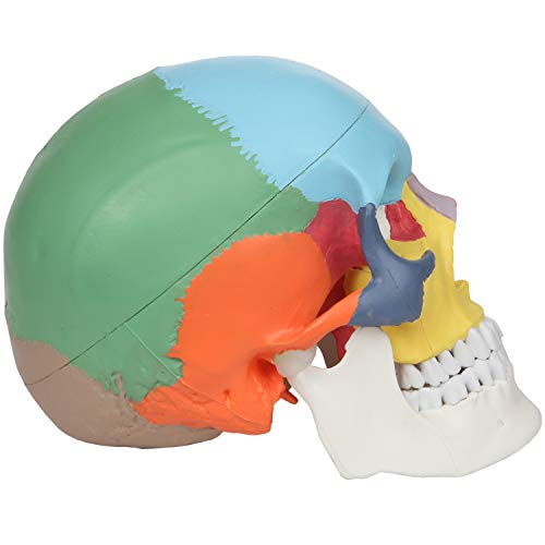 Axis Scientific 3-Part Didactic Human Skull Model, Life Size Painted Medical Anatomical Skull Model Cast from Natural Specimen – Includes Detailed Product Manual