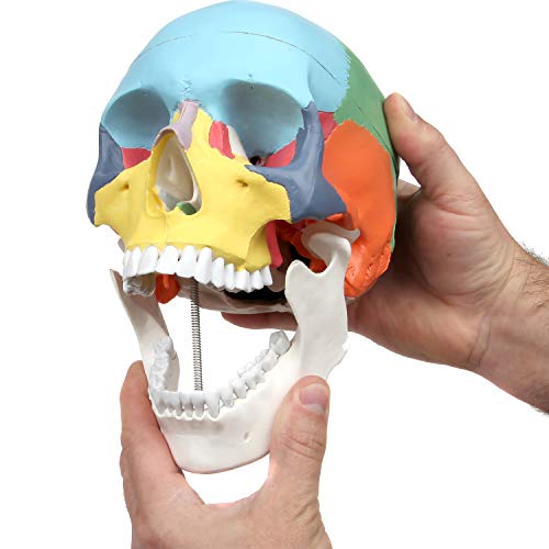 Axis Scientific 3-Part Didactic Human Skull Model, Life Size Painted Medical Anatomical Skull Model Cast from Natural Specimen – Includes Detailed Product Manual