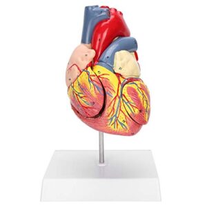 brrnoo human heart model 48 anatomical internal structures, 2-part life size anatomically accurate numbered heart medical model, 3 x removable parts for teaching use