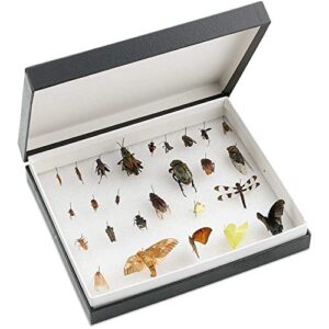 forestry suppliers standard insect box