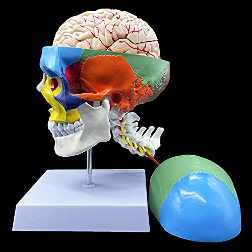 Human Skull with Brain and Cervical Vertebra Anatomical Model,Color-Coded Partitioned Skull，Life-Size Anatomy for Science Classroom Study Display Teaching Model