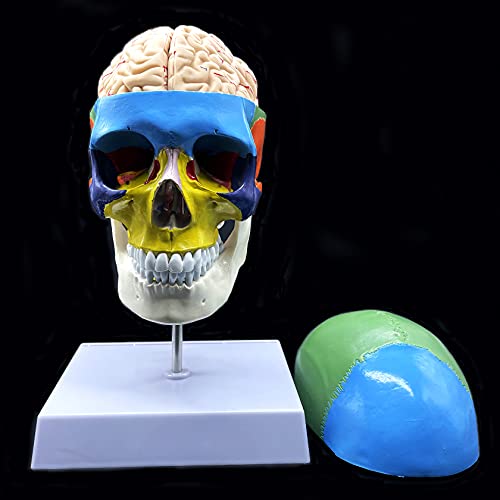 Human Skull with Brain and Cervical Vertebra Anatomical Model,Color-Coded Partitioned Skull，Life-Size Anatomy for Science Classroom Study Display Teaching Model