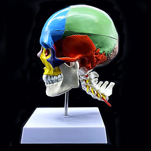 Human Skull with Brain and Cervical Vertebra Anatomical Model,Color-Coded Partitioned Skull，Life-Size Anatomy for Science Classroom Study Display Teaching Model