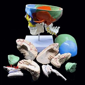 Human Skull with Brain and Cervical Vertebra Anatomical Model,Color-Coded Partitioned Skull，Life-Size Anatomy for Science Classroom Study Display Teaching Model