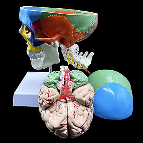 Human Skull with Brain and Cervical Vertebra Anatomical Model,Color-Coded Partitioned Skull，Life-Size Anatomy for Science Classroom Study Display Teaching Model