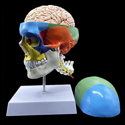 Human Skull with Brain and Cervical Vertebra Anatomical Model,Color-Coded Partitioned Skull，Life-Size Anatomy for Science Classroom Study Display Teaching Model