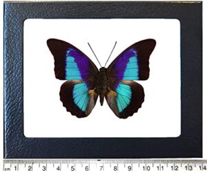 bicbugs prepona omphale blue black butterfly el salvador framed