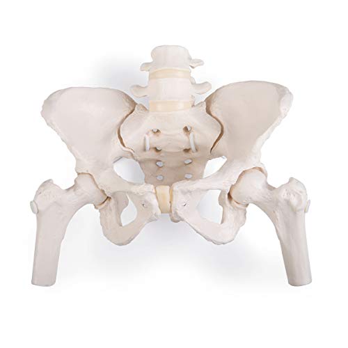 3B Scientific GmbH 1019865Flexible Female Pelvis with Movable Femur Heads - Life Size, Bone