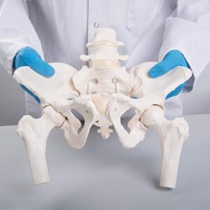 3B Scientific GmbH 1019865Flexible Female Pelvis with Movable Femur Heads - Life Size, Bone