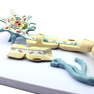 medical neuron cell body nerve fiber structure enlarged model, brain anatomy neurology model 2-part teaching demonstration tool