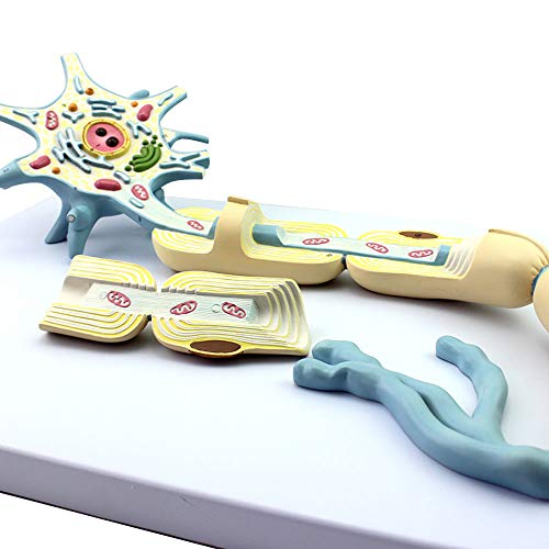 Medical Neuron Cell Body Nerve Fiber Structure Enlarged Model, Brain Anatomy Neurology Model 2-Part Teaching Demonstration Tool