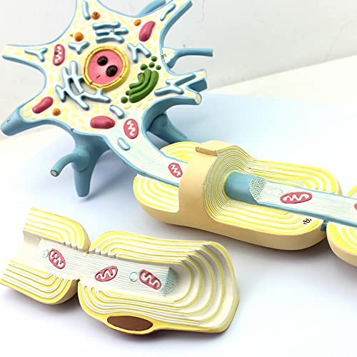 Medical Neuron Cell Body Nerve Fiber Structure Enlarged Model, Brain Anatomy Neurology Model 2-Part Teaching Demonstration Tool