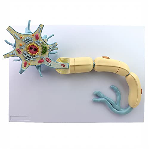 Medical Neuron Cell Body Nerve Fiber Structure Enlarged Model, Brain Anatomy Neurology Model 2-Part Teaching Demonstration Tool