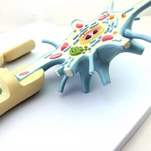 Medical Neuron Cell Body Nerve Fiber Structure Enlarged Model, Brain Anatomy Neurology Model 2-Part Teaching Demonstration Tool