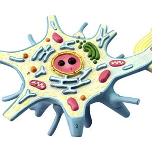 Medical Neuron Cell Body Nerve Fiber Structure Enlarged Model, Brain Anatomy Neurology Model 2-Part Teaching Demonstration Tool