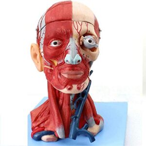 Medical Human Head and Neck Muscle Blood Vessel Model, Brain Anatomical Model Neurovascular Neurology Teaching Specimen