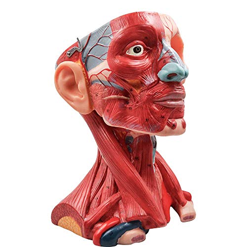 Medical Human Head and Neck Muscle Blood Vessel Model, Brain Anatomical Model Neurovascular Neurology Teaching Specimen