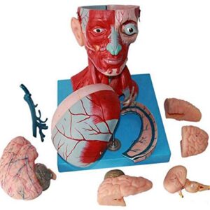 Medical Human Head and Neck Muscle Blood Vessel Model, Brain Anatomical Model Neurovascular Neurology Teaching Specimen