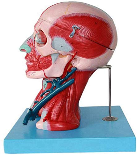 Medical Human Head and Neck Muscle Blood Vessel Model, Brain Anatomical Model Neurovascular Neurology Teaching Specimen