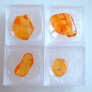 Genuine Baltic Amber Stone with Fossils Insects Inclusions in Magnifying Box 4 pcs