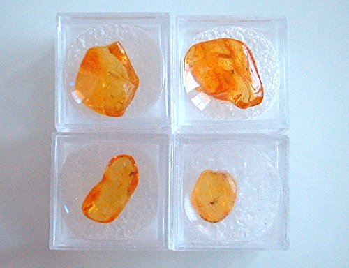 Genuine Baltic Amber Stone with Fossils Insects Inclusions in Magnifying Box 4 pcs