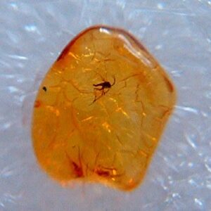 Genuine Baltic Amber Stone with Fossils Insects Inclusions in Magnifying Box 4 pcs