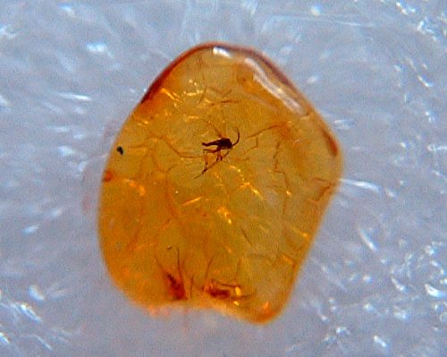 Genuine Baltic Amber Stone with Fossils Insects Inclusions in Magnifying Box 4 pcs