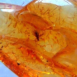 Genuine Baltic Amber Stone with Fossils Insects Inclusions in Magnifying Box 4 pcs