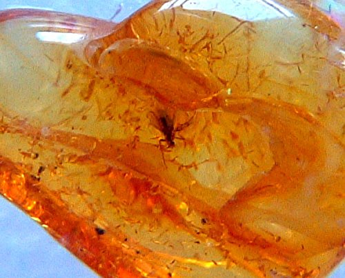 Genuine Baltic Amber Stone with Fossils Insects Inclusions in Magnifying Box 4 pcs