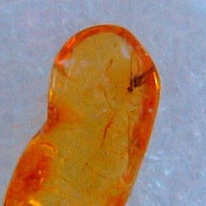 Genuine Baltic Amber Stone with Fossils Insects Inclusions in Magnifying Box 4 pcs