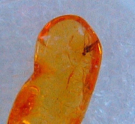 Genuine Baltic Amber Stone with Fossils Insects Inclusions in Magnifying Box 4 pcs