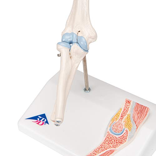 3B Scientific A87/1 Mini Elbow Joint w/cross sec of bone on base - 3B Smart Anatomy