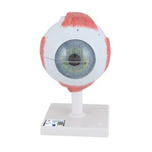 3b scientific f10 eye 5 times full-size 6-part – 3b smart anatomy