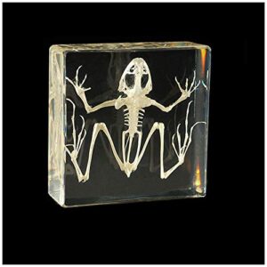 fhuili real frog skeleton specimens – frog skeleton natural bone model – transparent resin animal skeleton embedding specimen – science education animal anatomyl specimen