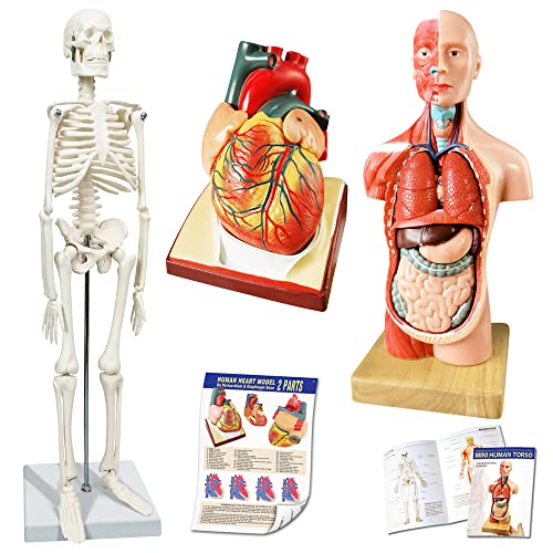 Human Skeleton Model,Heart Models-Best Anatomy Model Bundle Set of 3 Hands-on 3D Model Study Tools for Medical Student