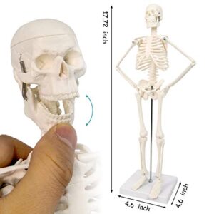 Human Skeleton Model,Heart Models-Best Anatomy Model Bundle Set of 3 Hands-on 3D Model Study Tools for Medical Student