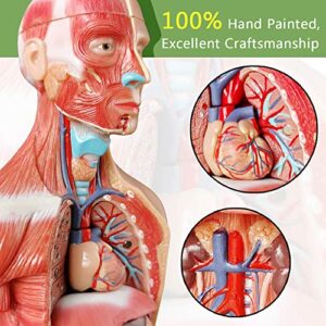 Human Skeleton Model,Heart Models-Best Anatomy Model Bundle Set of 3 Hands-on 3D Model Study Tools for Medical Student