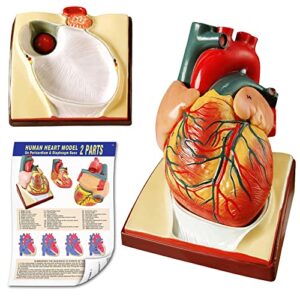 Human Skeleton Model,Heart Models-Best Anatomy Model Bundle Set of 3 Hands-on 3D Model Study Tools for Medical Student