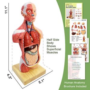 Human Skeleton Model,Heart Models-Best Anatomy Model Bundle Set of 3 Hands-on 3D Model Study Tools for Medical Student