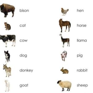 Adult Farm Animals: Matching Cards