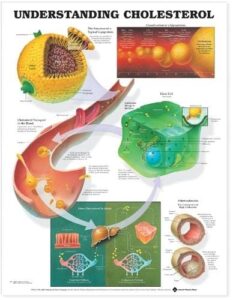 understanding cholesterol anatomical chart