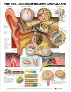 the ear: organs of hearing and balance anatomical chart