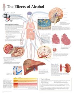 the effects of alcohol chart: wall chart