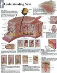 understanding skin chart: laminated wall chart