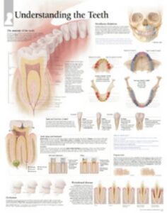 understanding the teeth chart: wall chart