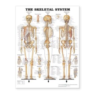 the skeletal system giant chart