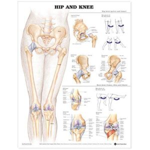 hip and knee anatomical chart