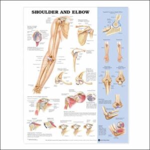 shoulder and elbow anatomical chart